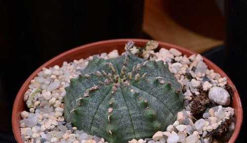 Euphorbia Obesa (Эуфорбия Обеса)