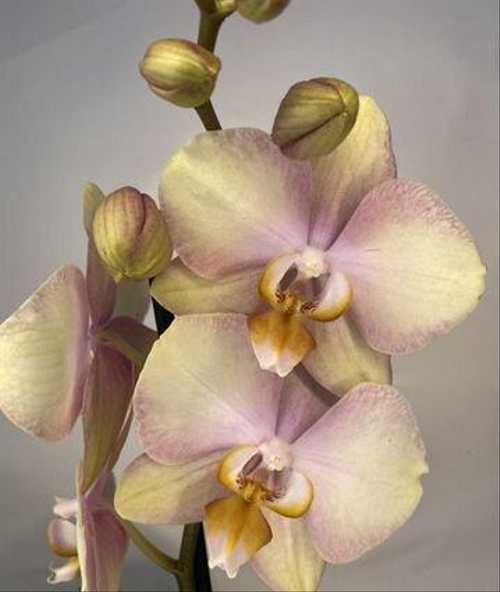 Орхидея фаленопсис, цветущая