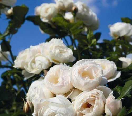 Роза плетистая 'uetersener klosterrose' (С2, С3)