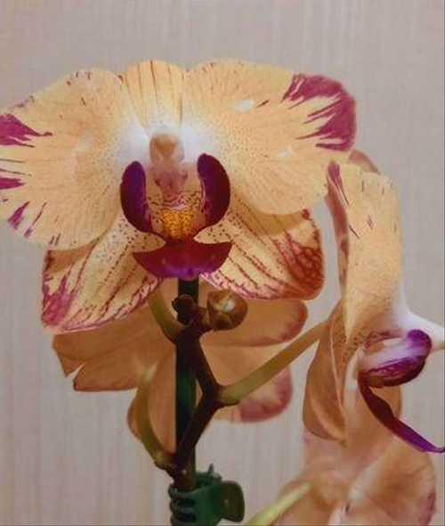 Орхидея фаленопсис Попугай Pappagayo