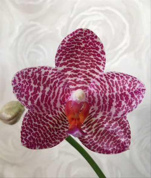 Орхидея. Phal. Phal.Miro Gold Mosla