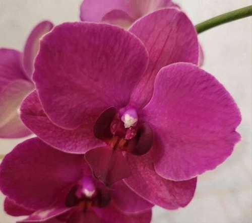 Орхидея фаленопсис сорт Паваротти