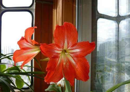 Гиппеаструм (Амариллисовые)