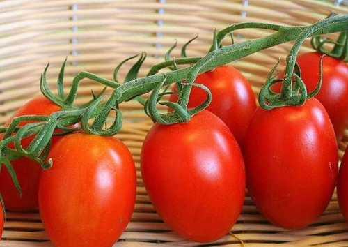 Профессиональные семена томата Рио Гранд