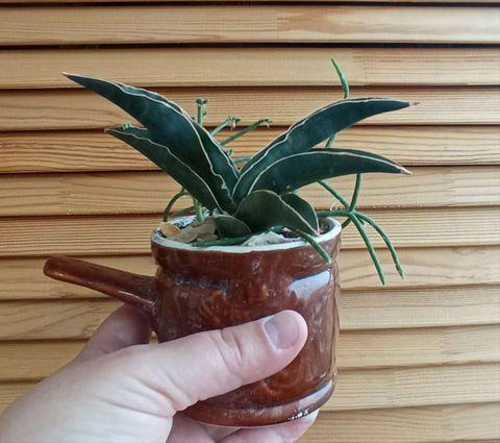 Суккуленты