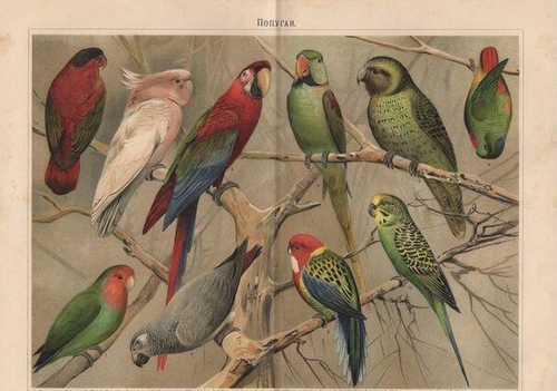 Гравюры. Птицы. Попугаи. 19 век