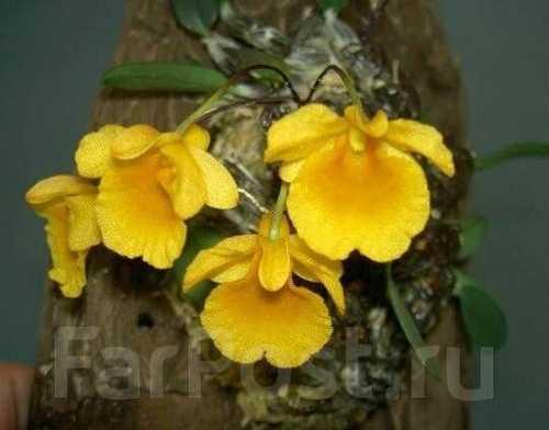 Орхидея Дендробиум Дженкинса