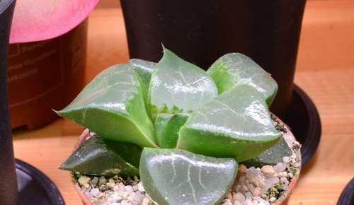Haworthia Comptoniana hyb. (Хавортия) (SCT28501)