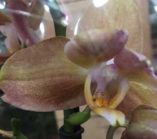 Орхидея фаленопсис бабочка Монакко