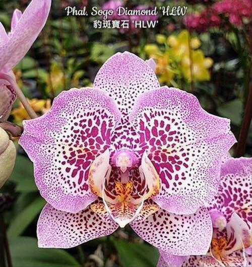 Азиатские орхидеи Miki Orchids