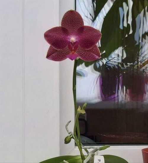 Орхидея фаленопсис Mituo Sun King red pepper