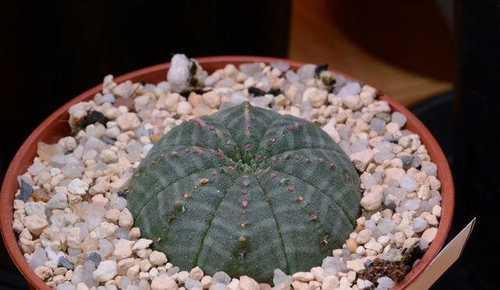Euphorbia Obesa (Эуфорбия Обеса) SCT28365