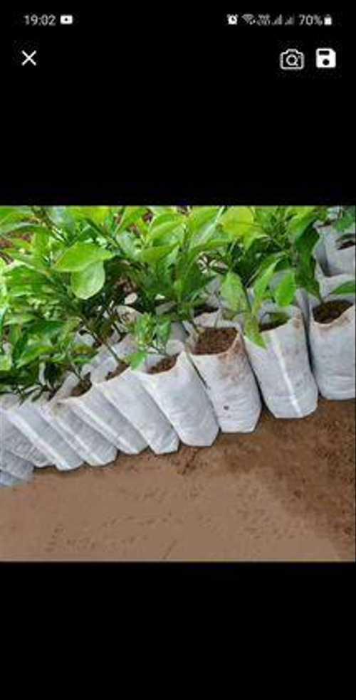 Мешки биоразлагаемые для рассады