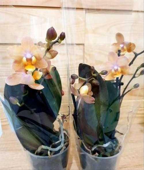 Орхидея фаленопсис персиковая 960015 арома