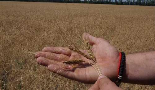 Семена яровой пшеницы полба Руно