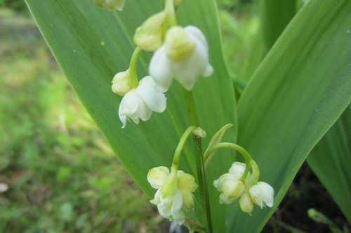 Ландыш майский Пролификанс с махровыми цветами