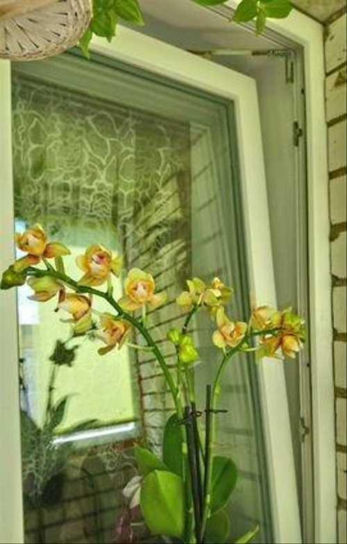 Орхидея фаленопсис Изабель пеллорик салатово-желта