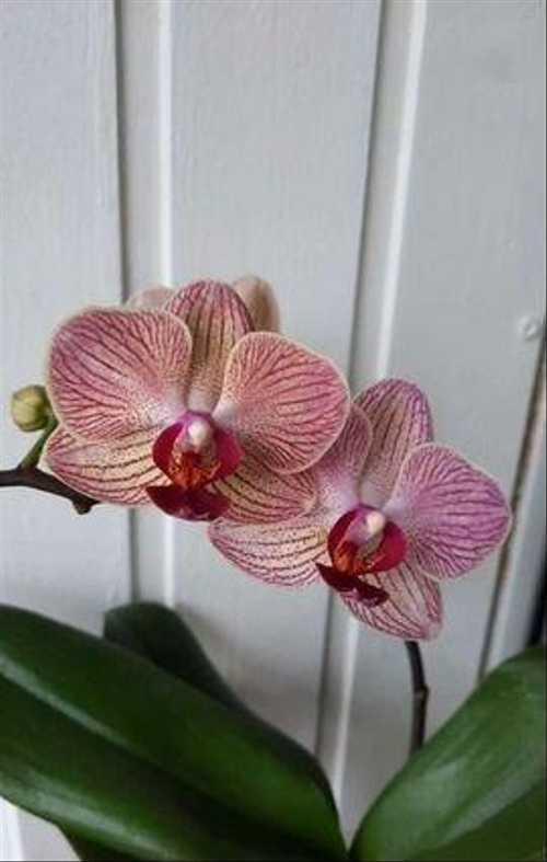 Орхидея фаленопсис Spring
