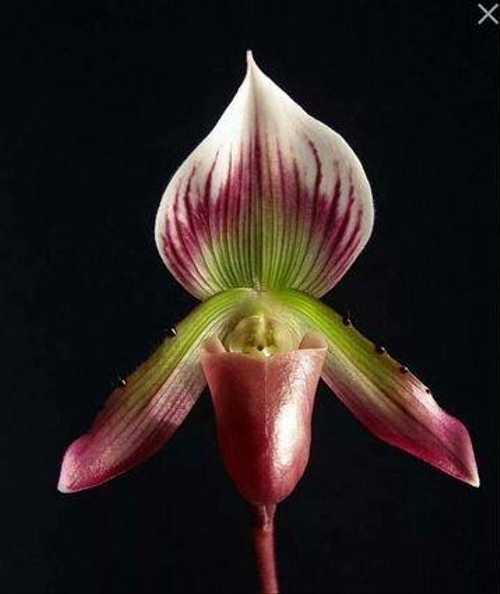 Орхидея башмачок paphiopedilum callosum