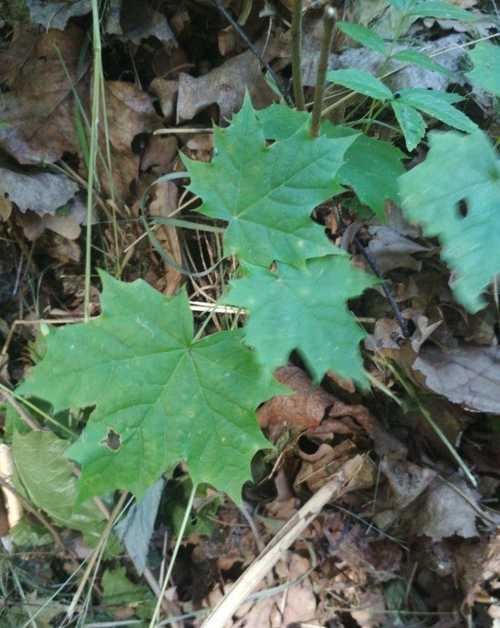 Саженцы деревьев и девичьего винограда