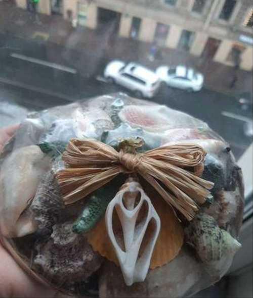 Ракушки