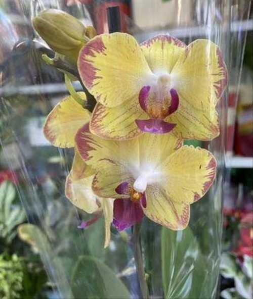 Орхидея фаленопсис попугай