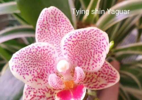 Орхидея фаленопсис Tying shin yaguar Yaphon