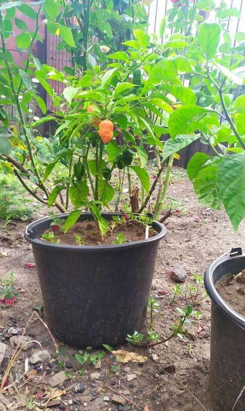 Семена хабанеро оранж (habanero orange)