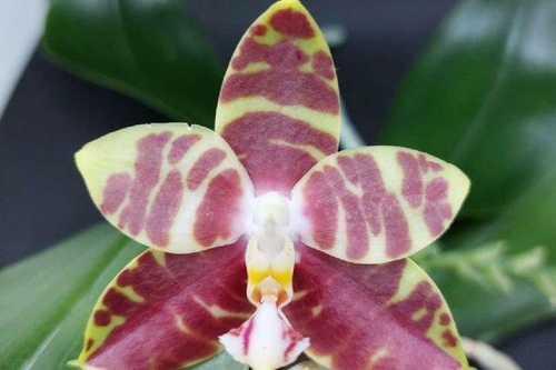 Орхидея фаленопсис P. Yaphon Sir