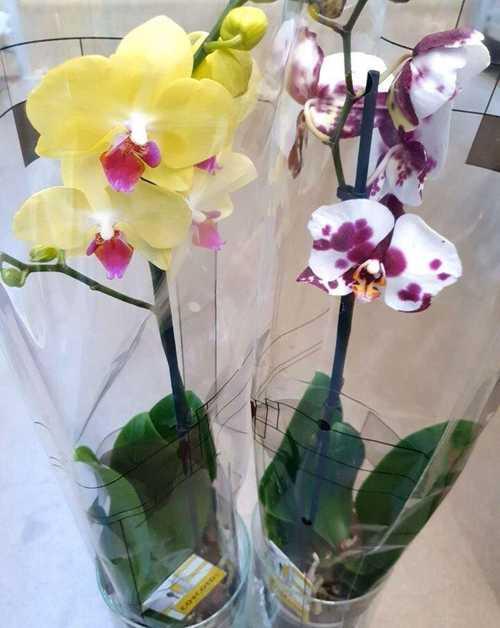 Орхидея фаленопсис набор 94752 Дуэт в стекле