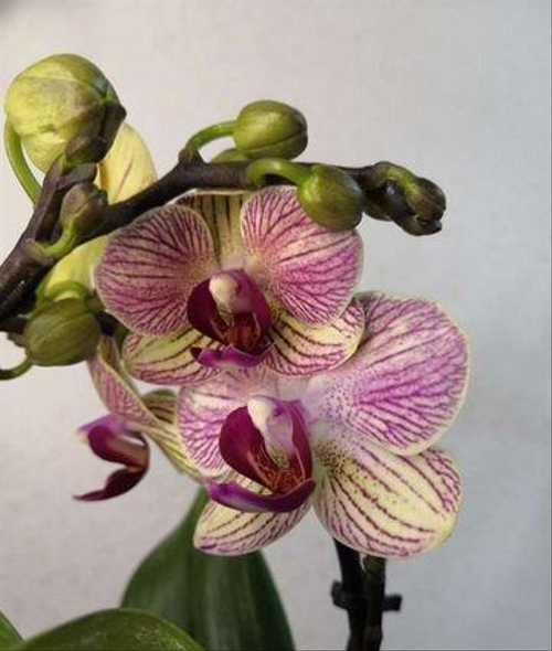 Орхидея фаленопсис Spring Moods