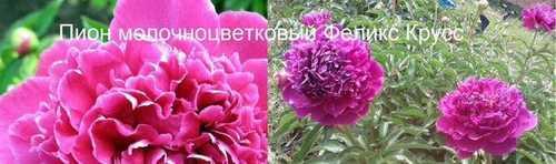 Пион молочноцветковый Алиса Хардинг. Краткий обзор, описание paeonia lactiflora 