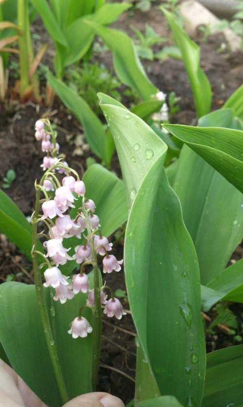 Ландыши розовые и махровые