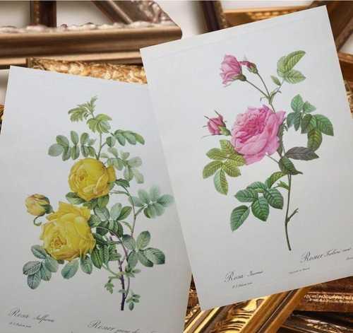 Антикварные Литографии Розы Ботаника 1900