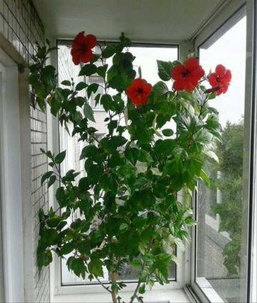 Суданская роза 170 см