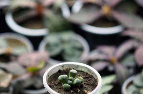 Алоинопсис (Aloinopsis schooneesii)