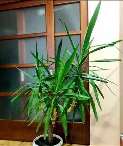 Юкка цветок пальма 165см домашнее дерево,растение