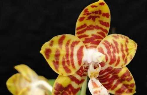 Орхидеи фаленопсис разные сортовые