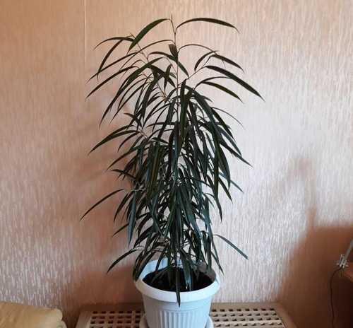Фикус Али высокий (Ficus binnendijkii) 1,8м