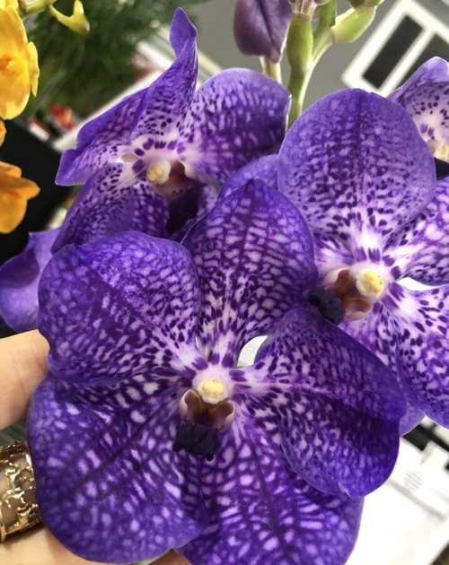 Орхидея Ванда в Стеклянной Вазе фиолетовая