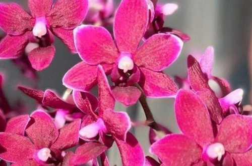 Орхидея фаленопсис редкая черная black pearl