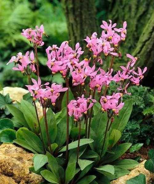 Додекатионы-коллекция сортов