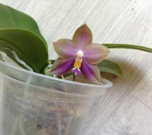 Орхидея. Phal. Mituo Blue Bear M5