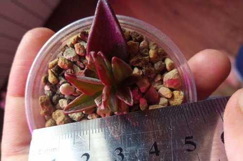 Lenophyllum guttatum red var