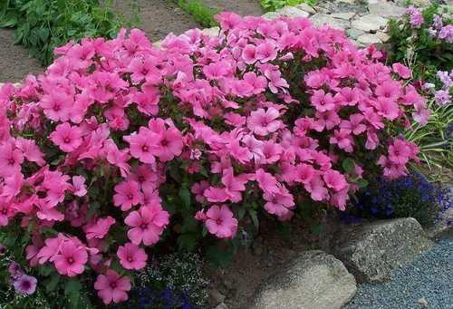 Семена Лаватеры