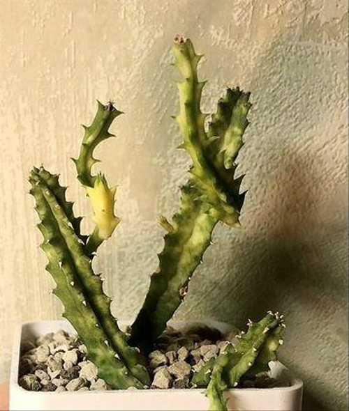 Huernia zebrina var