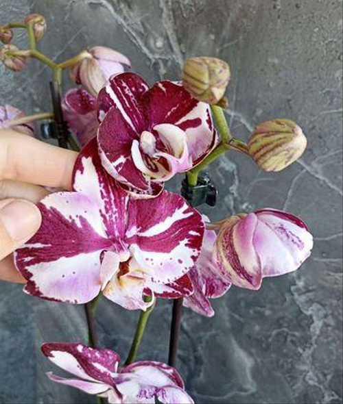 Орхидея фаленопсис Magic art бархатная