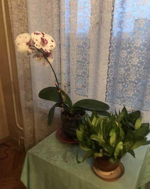 Цветы искусственные и живая Орхидея