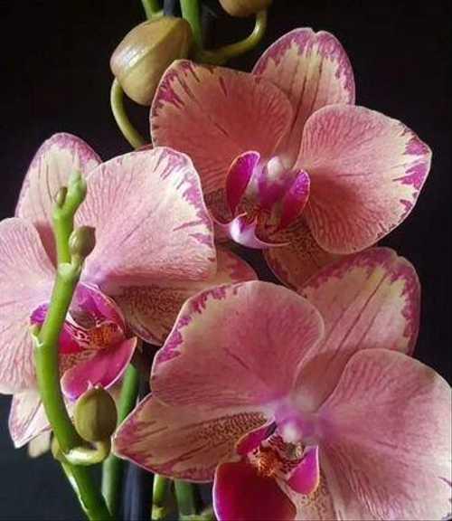 Орхидея фаленопсис Pirate Picotee