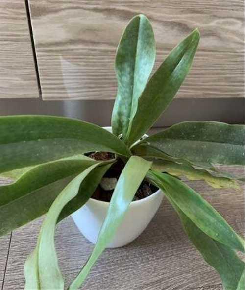 Орхидея пафиопедилум (венерин башмачок)